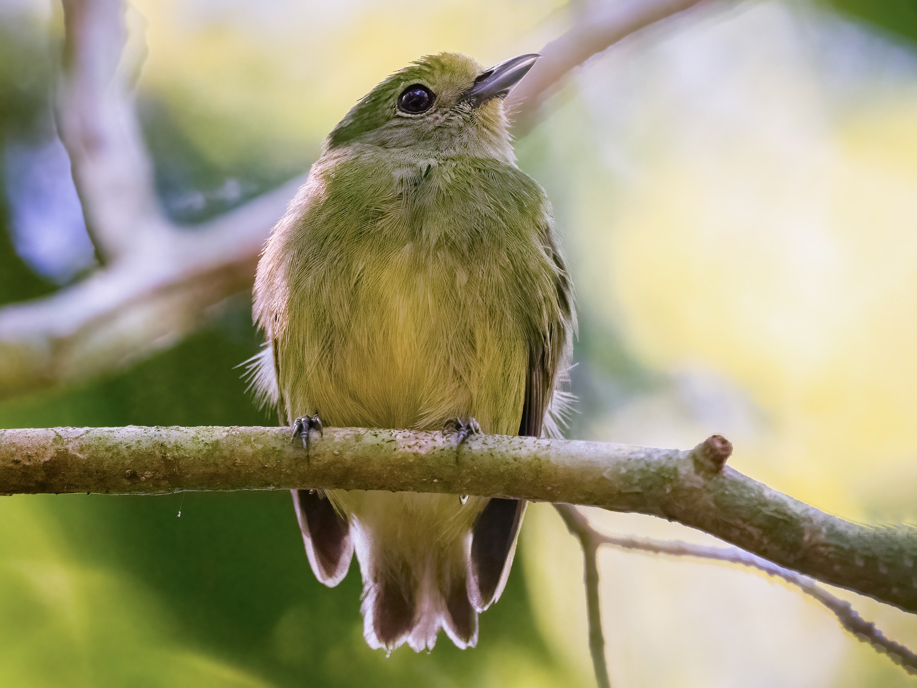 Velvety Manakin - eBird