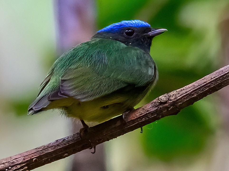 Blue-capped Manakin - eBird