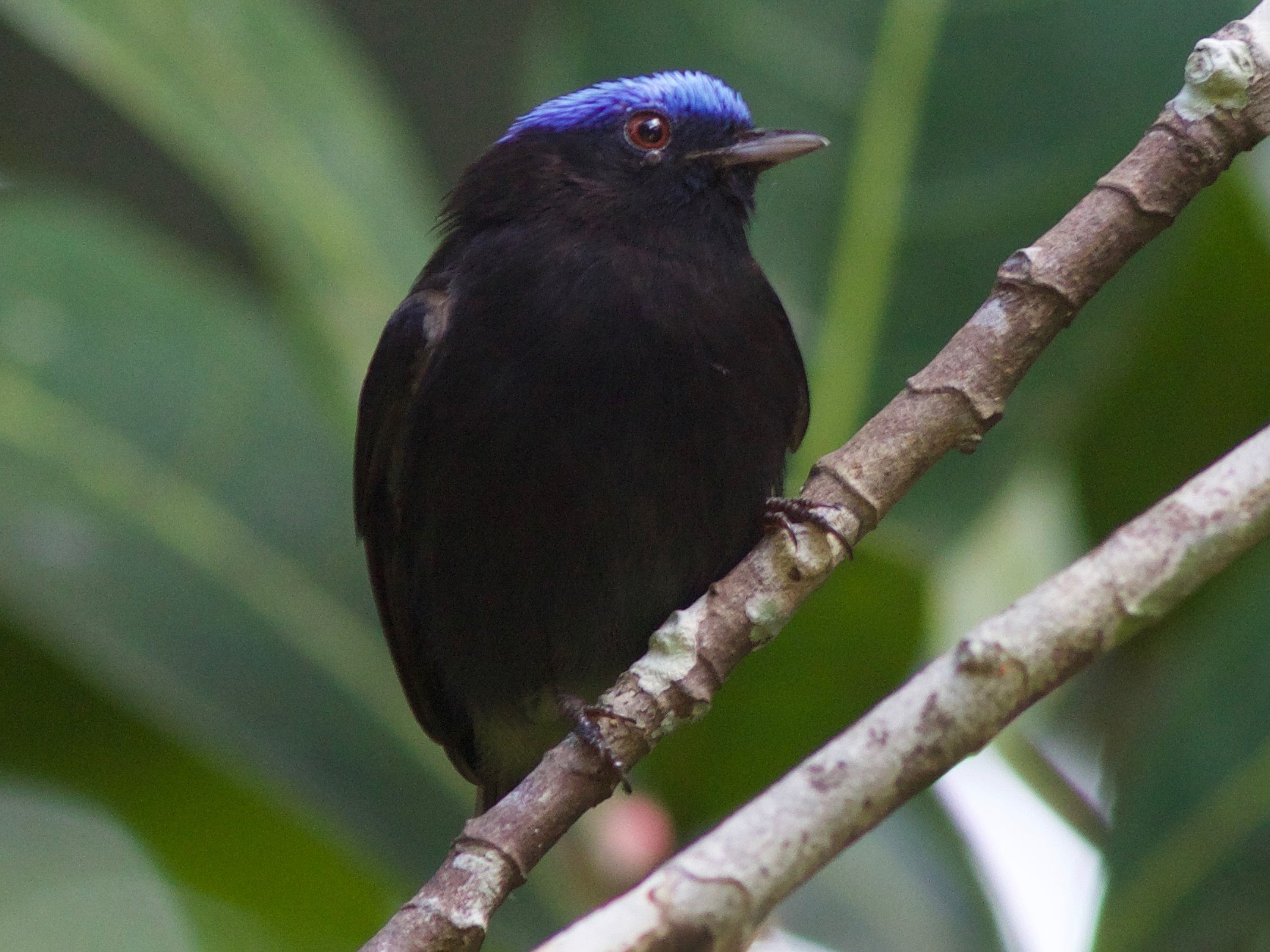 Blue-capped Manakin - eBird