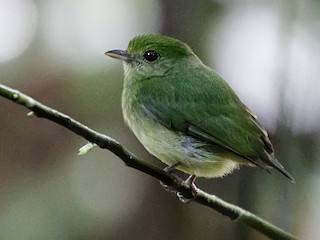 Blue-capped Manakin - eBird