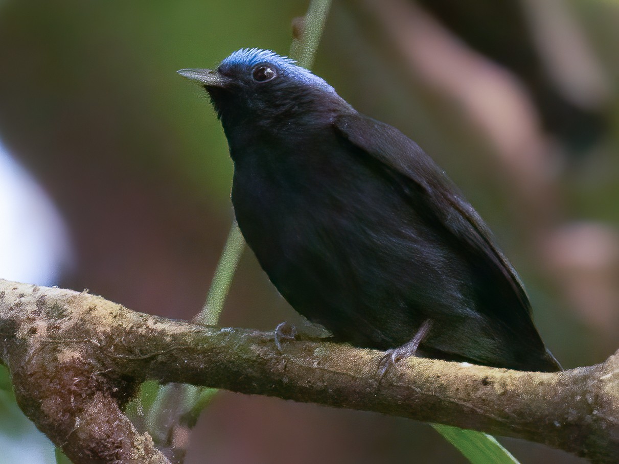 Blue-capped Manakin - eBird