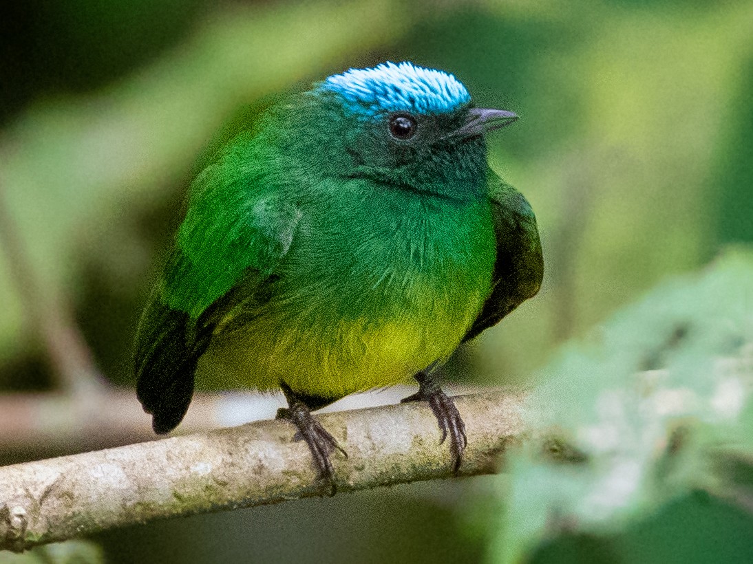 Saltarín Coroniazul - eBird