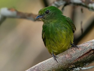 Blue-capped Manakin - eBird