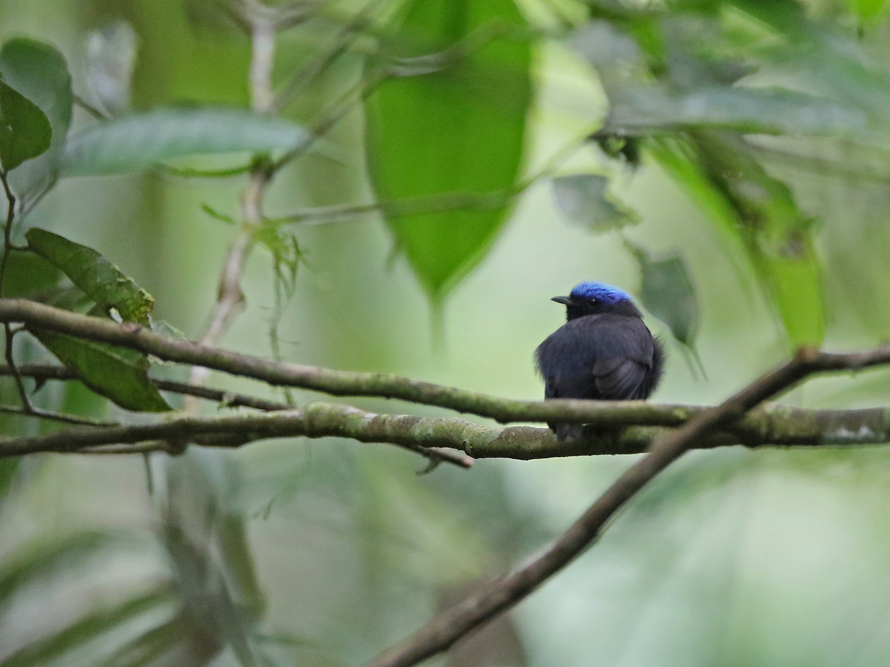 Blue-capped Manakin - eBird