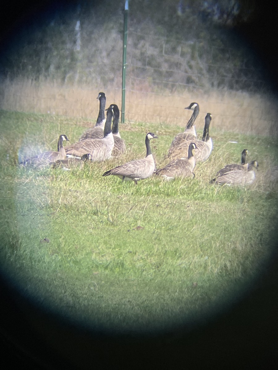 eBird Checklist - 28 Sep 2022 - 15344 Liminga Rd, Atlantic Mine US-MI ...