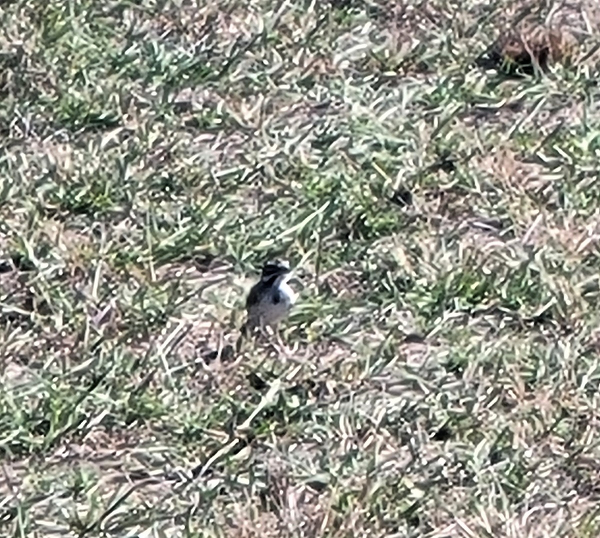 eBird Checklist - 28 Sep 2022 - Jones Beach SP--West End - 13 species