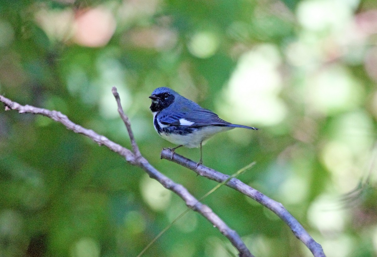 eBird Checklist - 28 Sep 2022 - Irvine Nature Center - 33 species