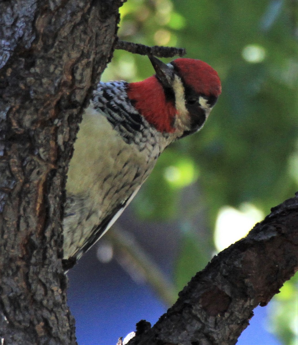 eBird Checklist - 28 Sep 2022 - Mule Pass Yard - 33 species