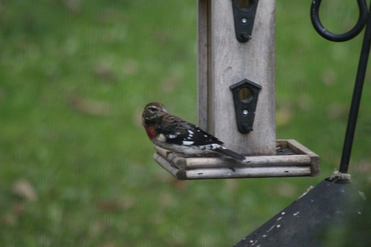ML488588621 - Rose-breasted Grosbeak - Macaulay Library