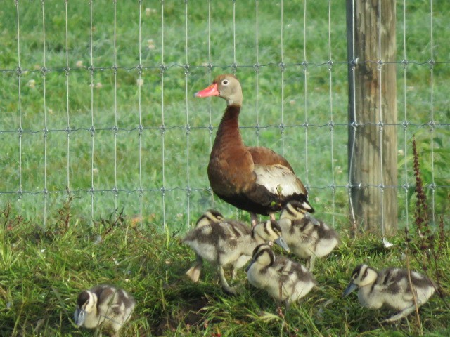 eBird Checklist - 29 Sep 2022 - BBWD, 4439 Millersburg Rd, Wooster US ...
