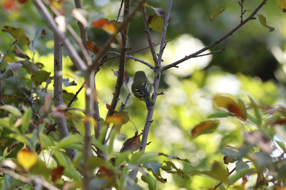 eBird Checklist - 28 Sep 2022 - Presque Isle SP--Pine Tree Trail - 33 ...
