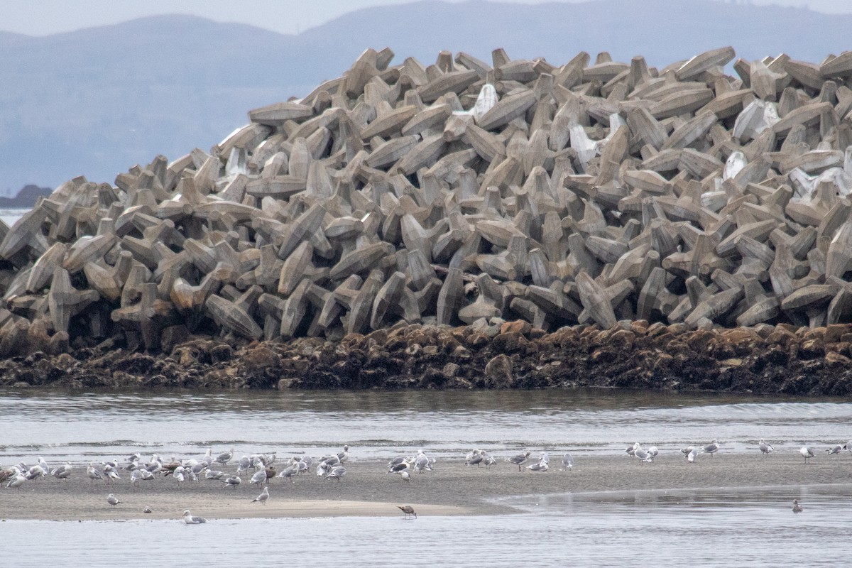 eBird Checklist - 27 Sep 2022 - Kodiak Is.--Buskin River SRS - 1 species