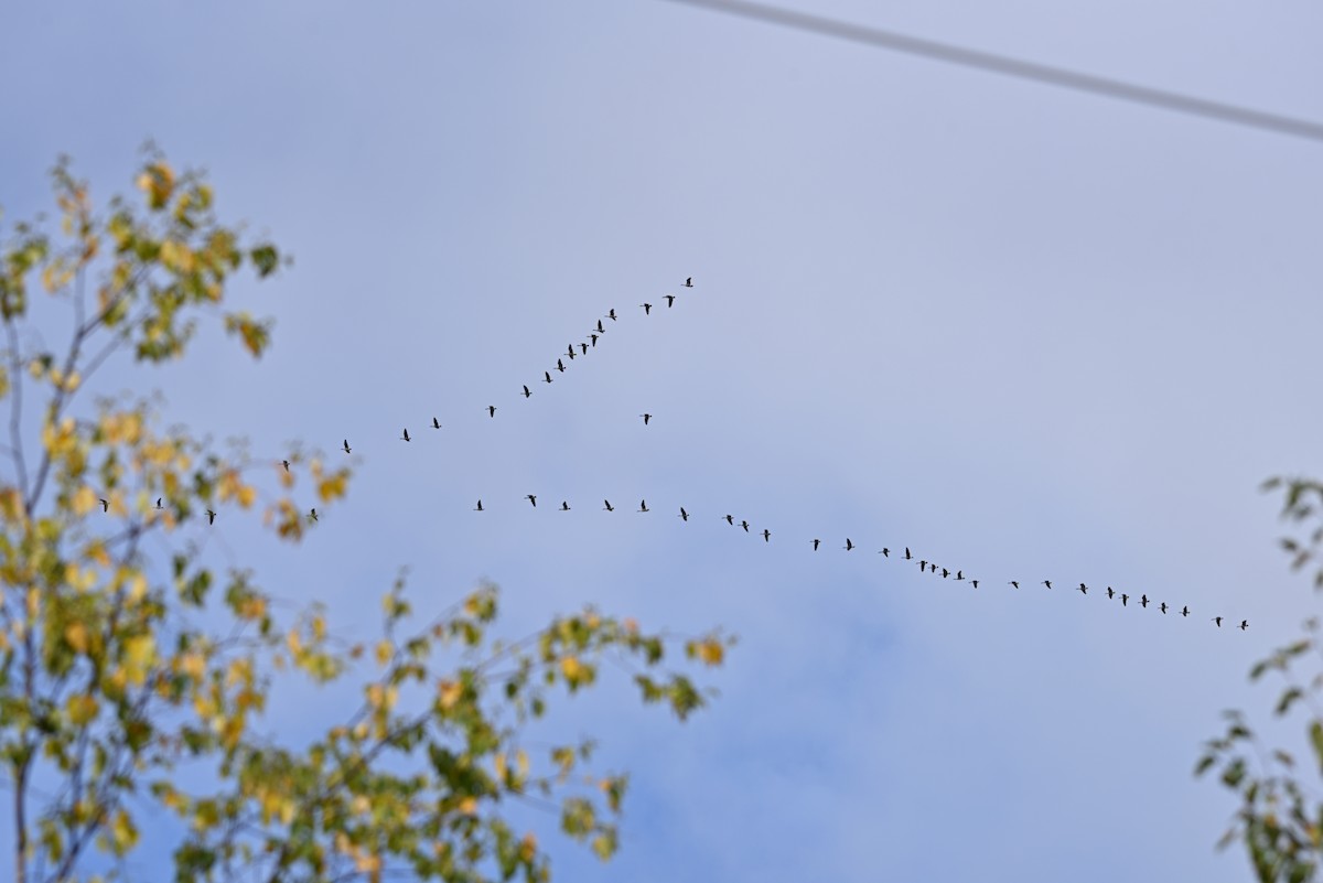 eBird Canada Checklist - 29 Sep 2022 - HVGB--Main Dock area - 14 species