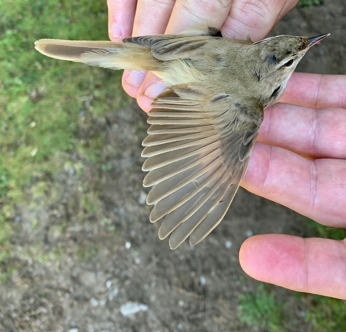 eBird Checklist - 16 Sep 2021 - Calf of Man - 51 species