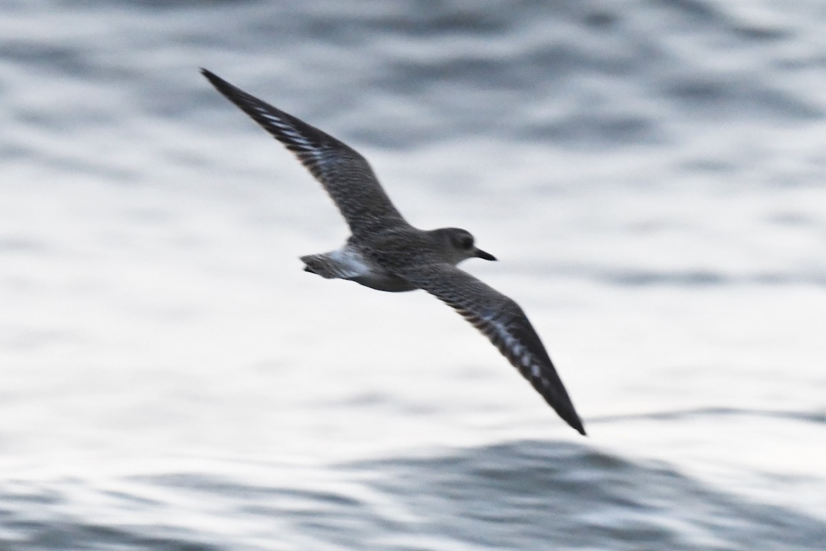 eBird Checklist - 29 Sep 2022 - Block Island NWR--Lighthouse - 19 species