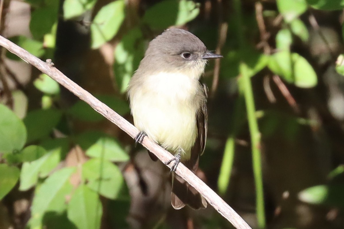 eBird Checklist - 29 Sep 2022 - Chimney Rock Hawk Watch - 28 species