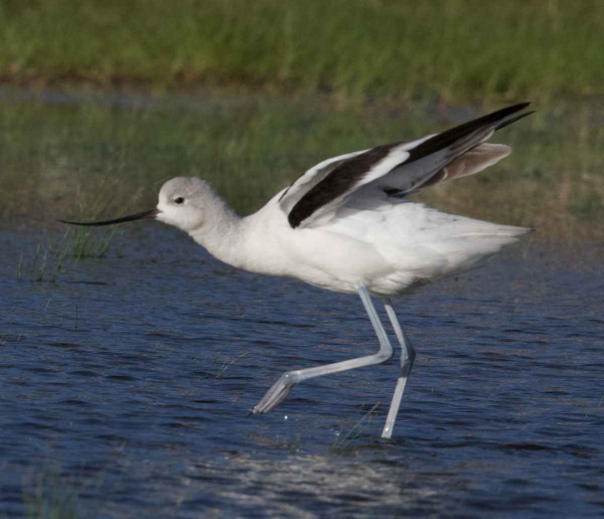 eBird Checklist - 29 Sep 2022 - Siesta Key Public Beach - 26 species
