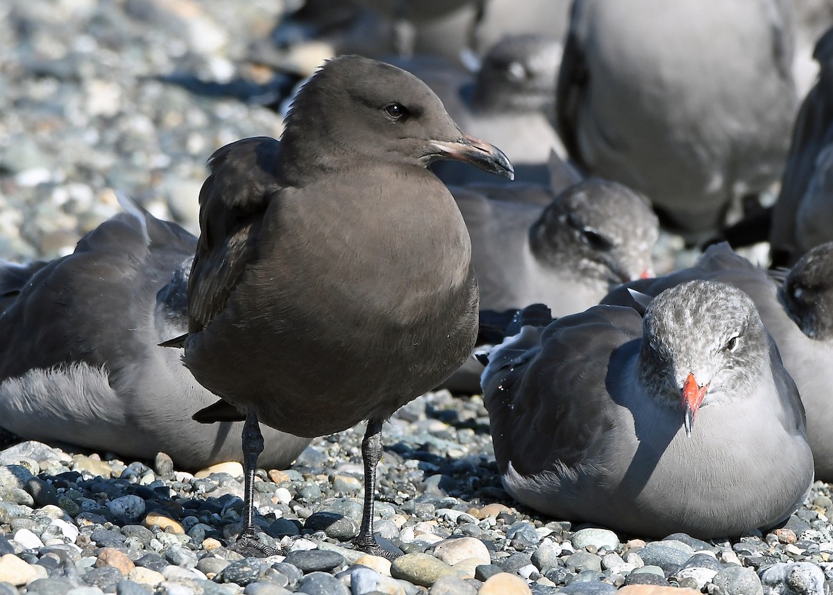 eBird Checklist - 29 Sep 2022 - Keystone Ferry Landing - 10 species (+1 ...