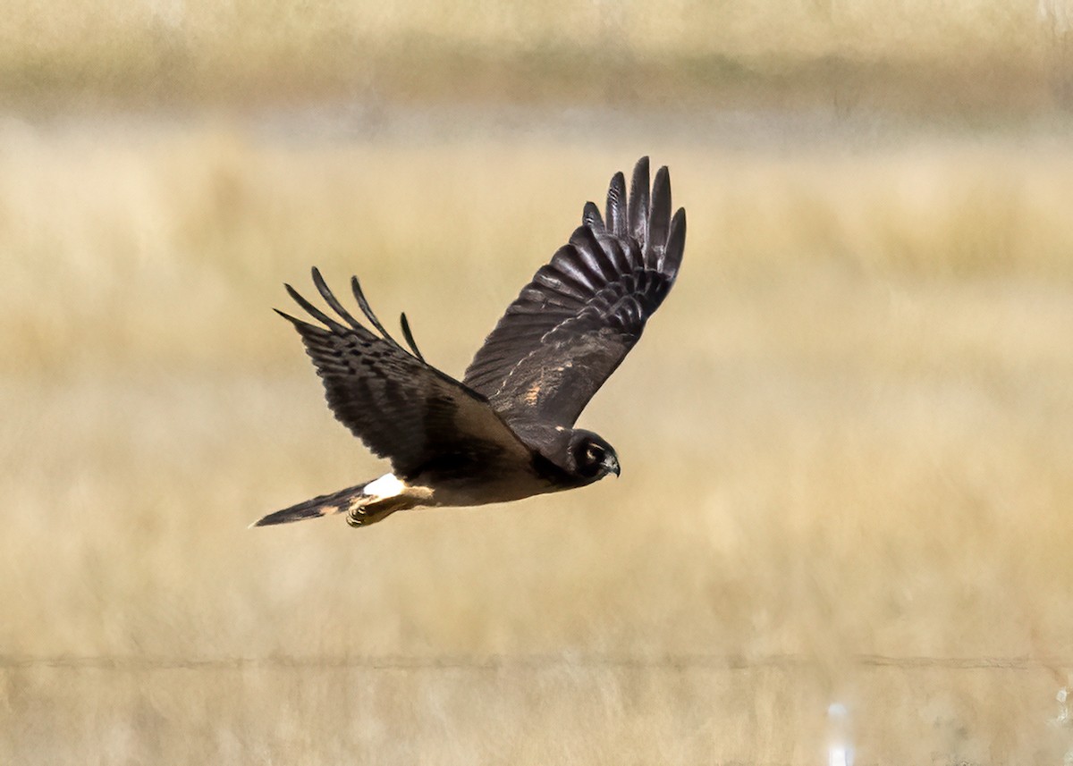 eBird Checklist - 26 Sep 2022 - Upper Prickly Pear FAS - 35 species (+2 ...