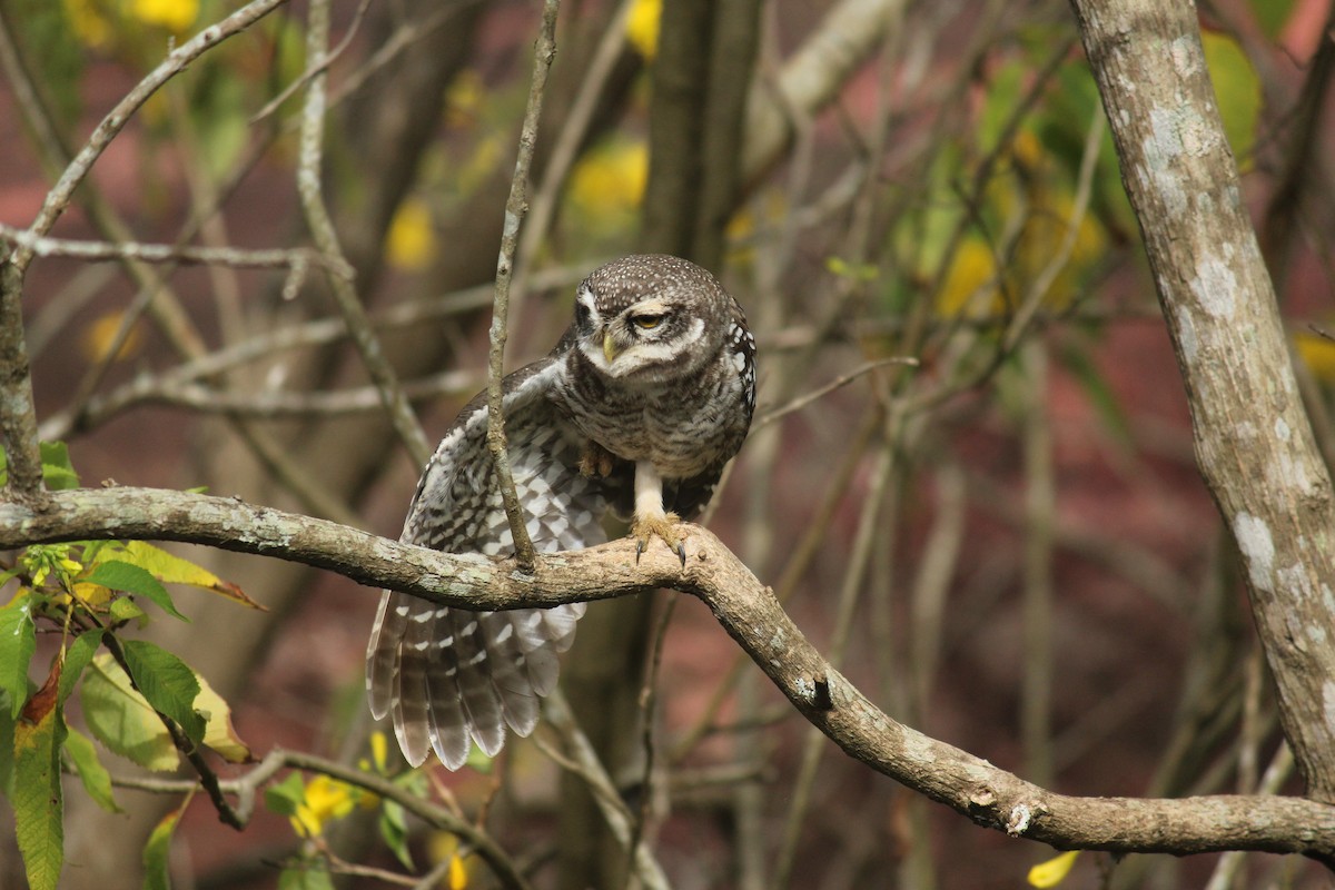 eBird Checklist - 30 Sep 2022 - Salim Ali Centre for Ornithology and ...