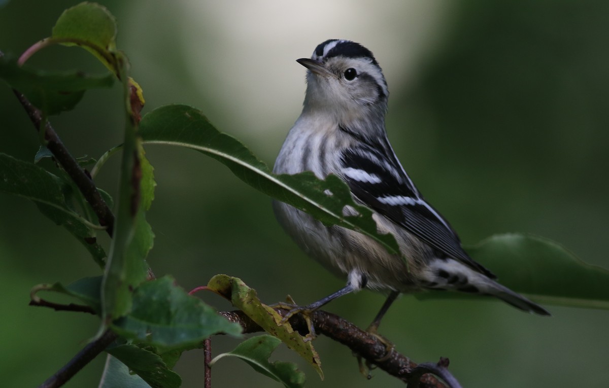 eBird Checklist - 30 Sep 2022 - Nahant Thicket Wildlife Sanctuary (Mass ...