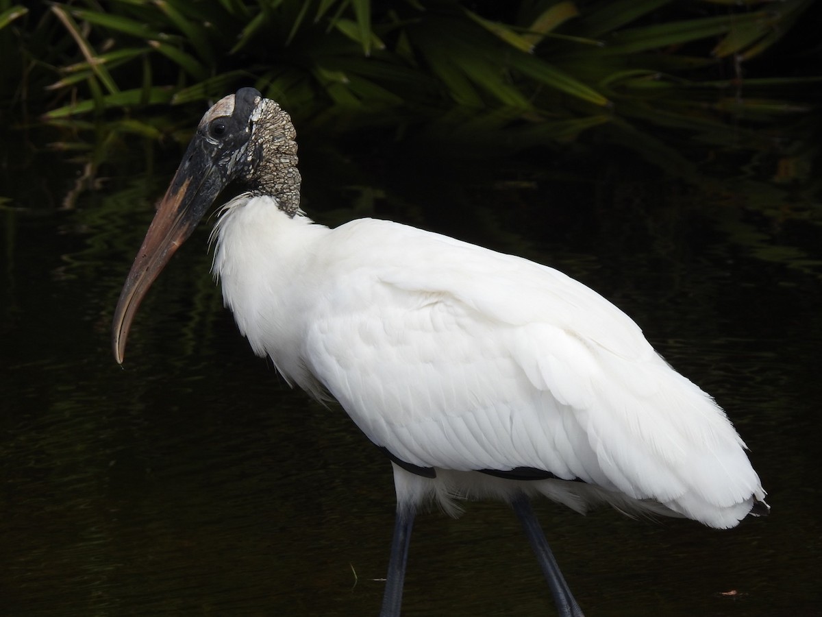 eBird Checklist - 30 Sep 2022 - Weff Rd. Docks and surrounding ...