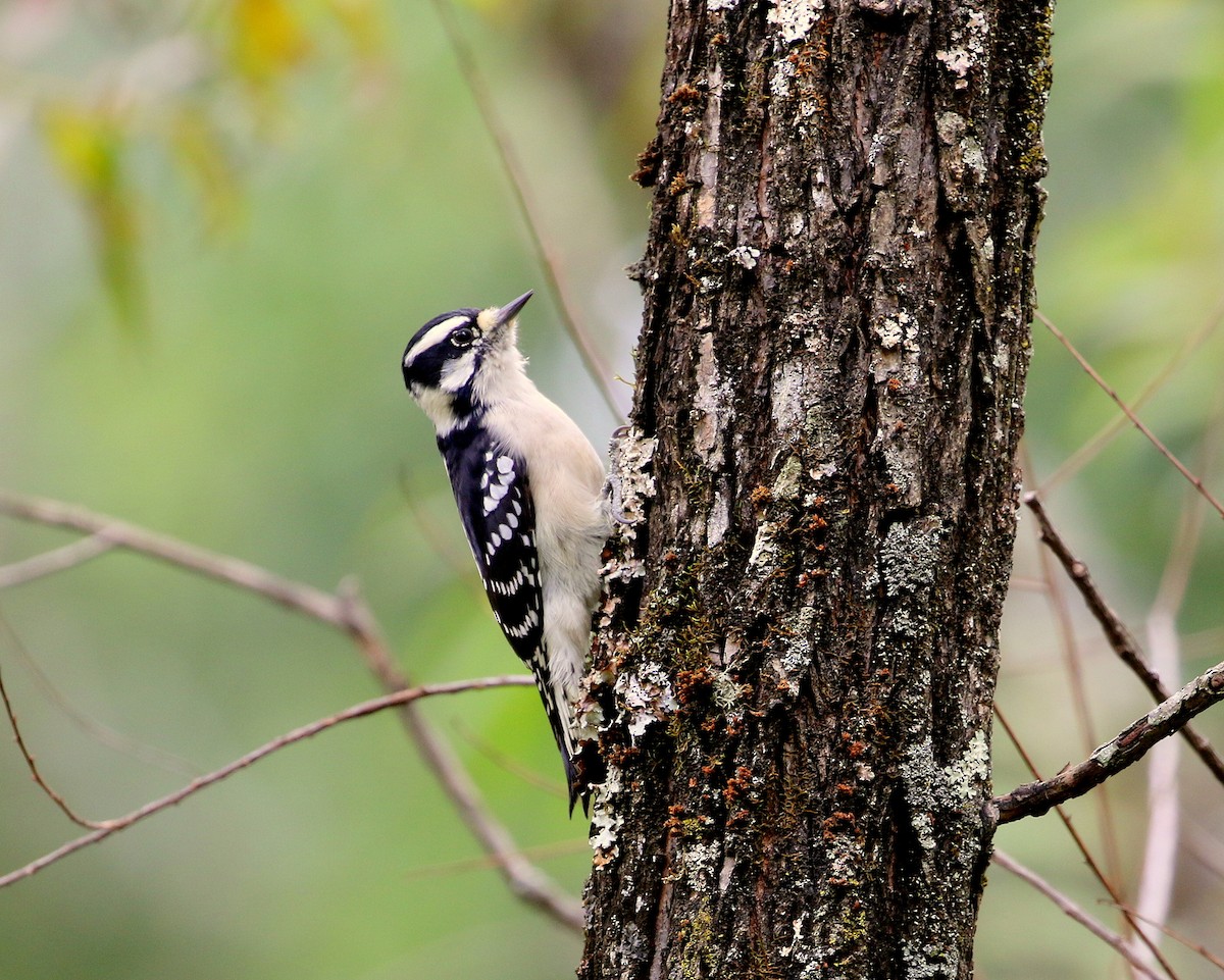 eBird Checklist - 30 Sep 2022 - Chattahoochee River National Recreation ...