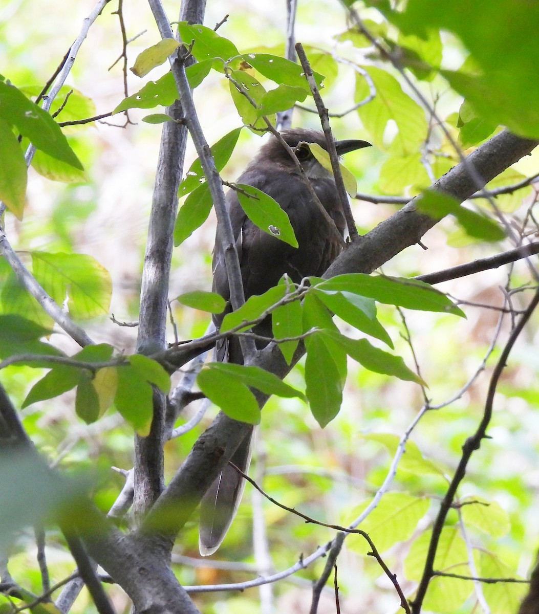 Mass Audubon eBird Checklist - 30 Sep 2022 - Broadmoor Wildlife ...