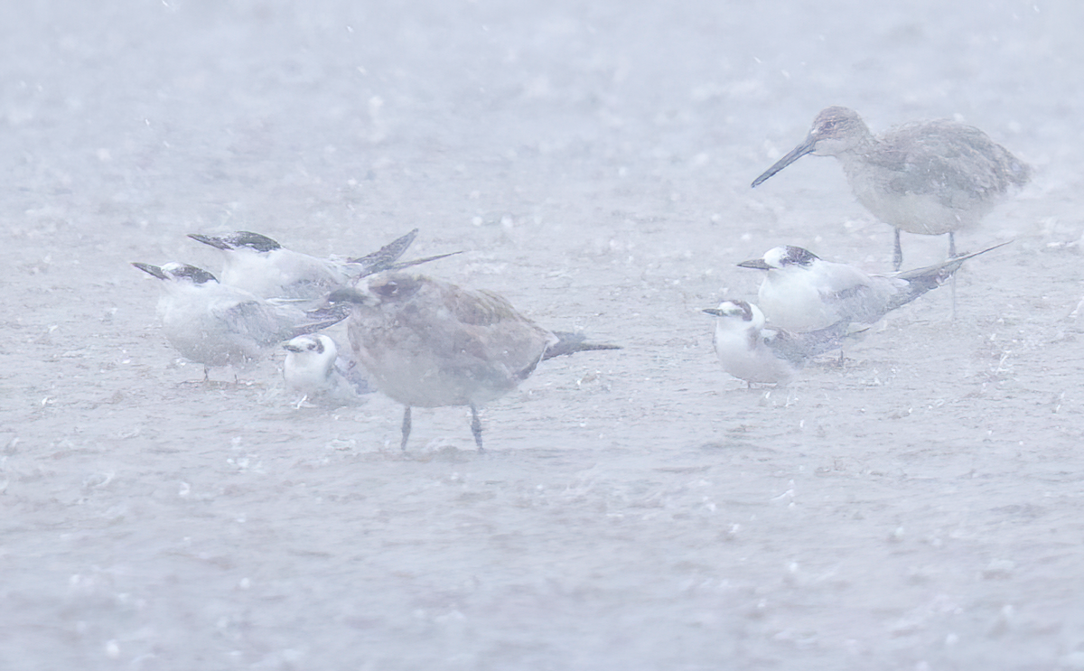 eBird Checklist - 30 Sep 2022 - Cape Hatteras NS--Old Lighthouse - 1 species