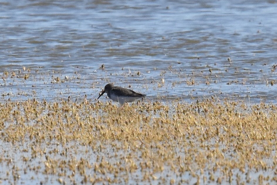 eBird Checklist - 30 Sep 2022 - Piute Ponds (permit required) - 86 ...