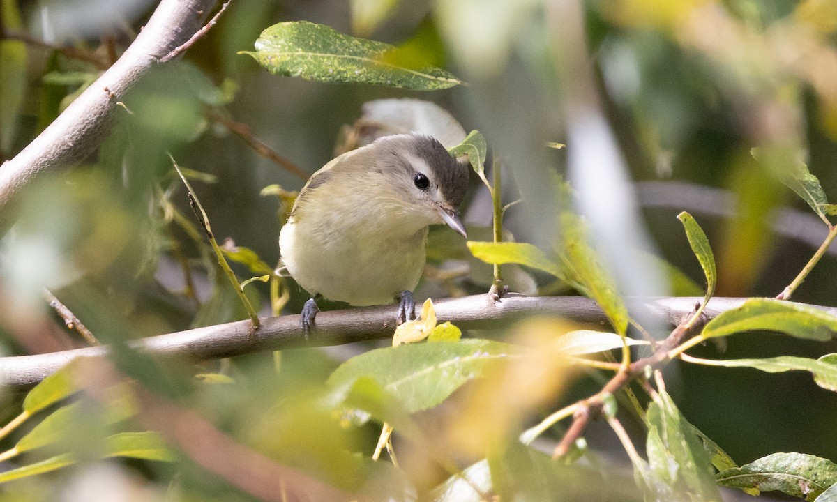 Philadelphia/Eastern Warbling Vireo - eBird