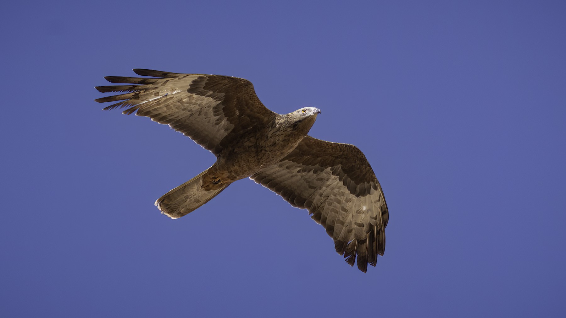 European x Oriental Honey-buzzard (hybrid) - eBird