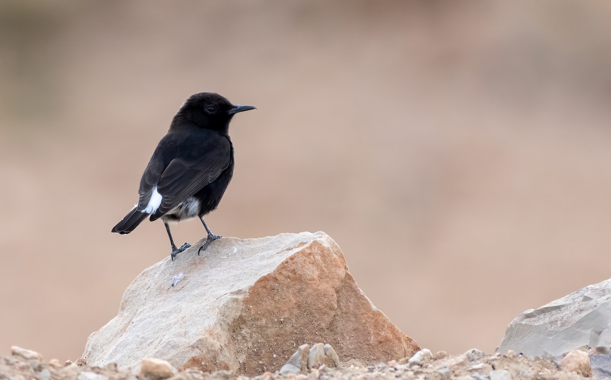 ML489205591 - Black Wheatear - Macaulay Library