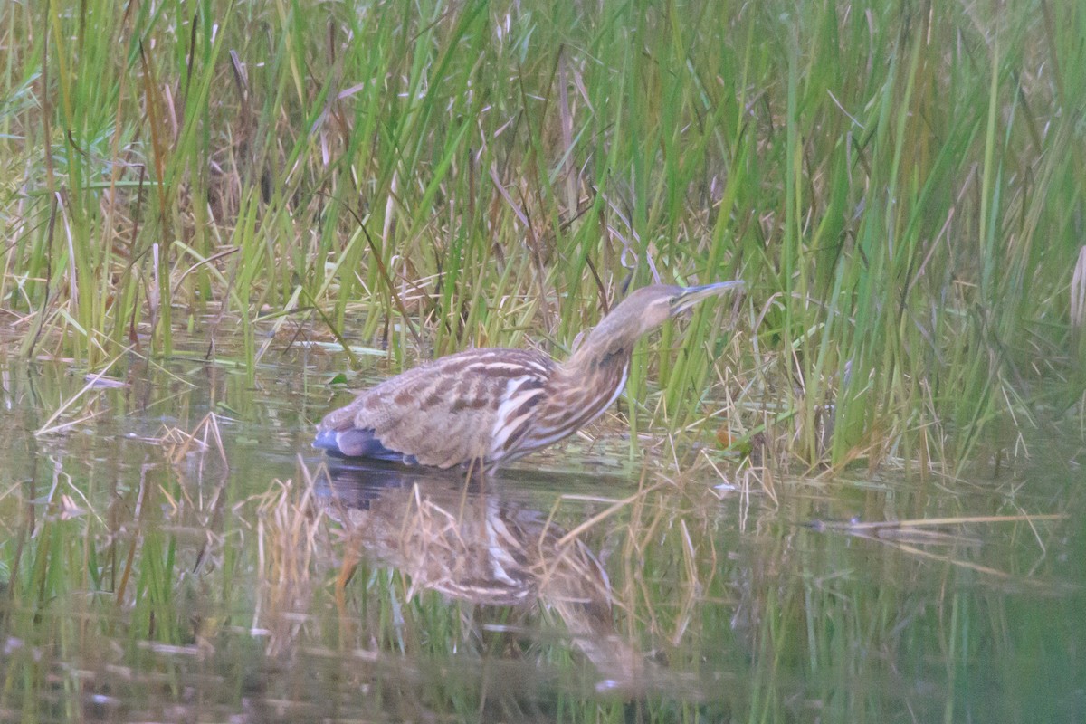 eBird Checklist - 1 Oct 2022 - Grey Rocks Conservation Area, Hebron ...