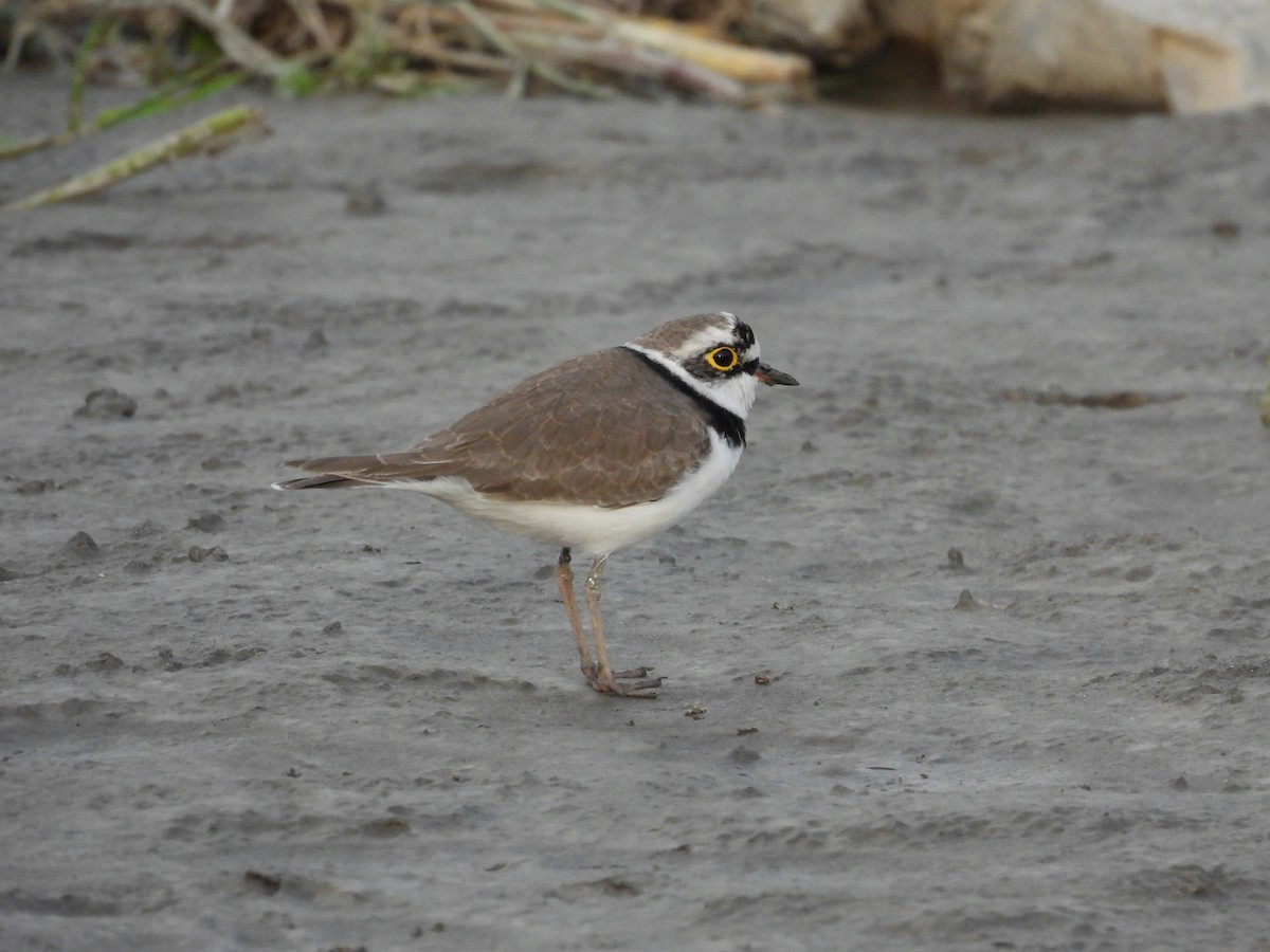 eBird Checklist - 30 Sep 2022 - Manohara River - 17 species (+3 other taxa)