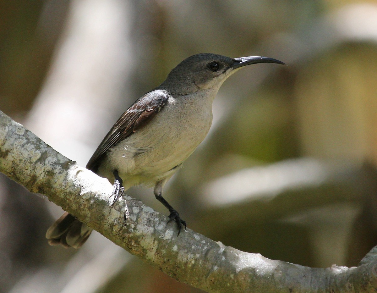 Mouse-colored Sunbird - Cyanomitra veroxii - Birds of the World