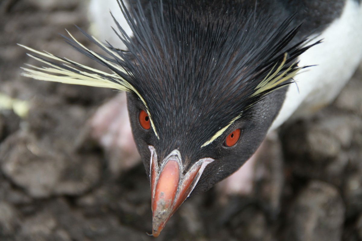 eBird Checklist - 26 Dec 2010 - Cape Shirreff (restricted access) - 1 ...