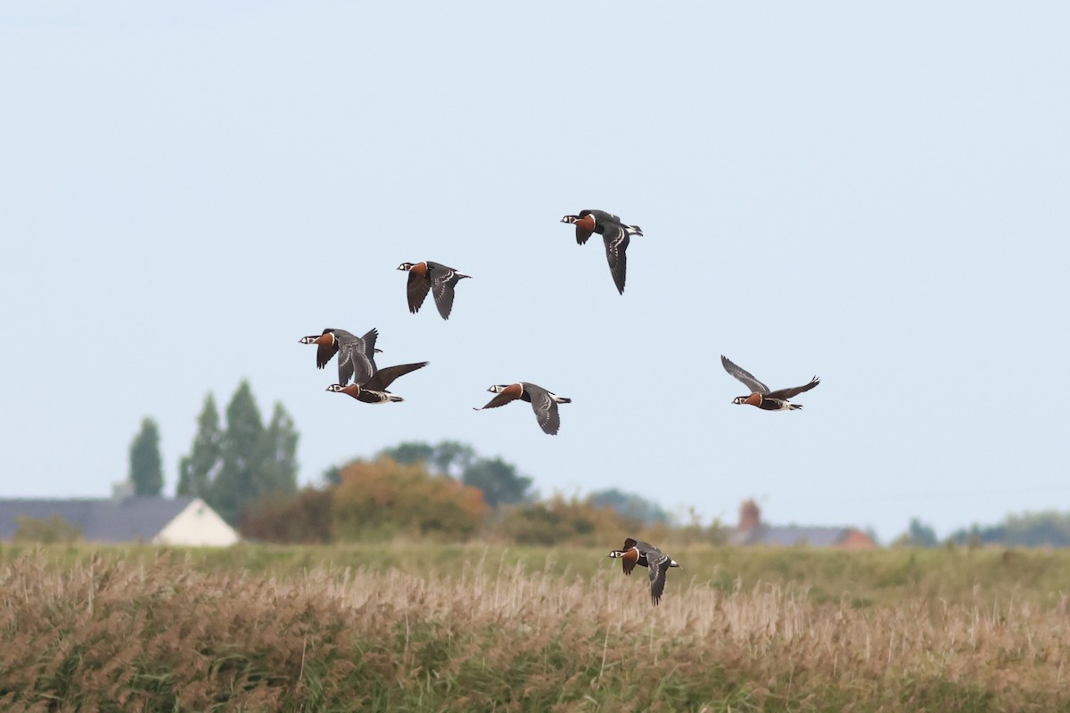 eBird Checklist - 25 Sep 2022 - Frampton Marsh RSPB Reserve - 65 species