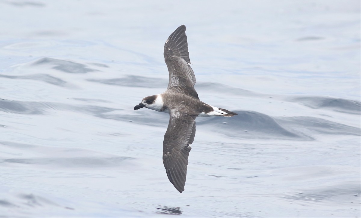 ML489310841 Black-capped Petrel Macaulay Library