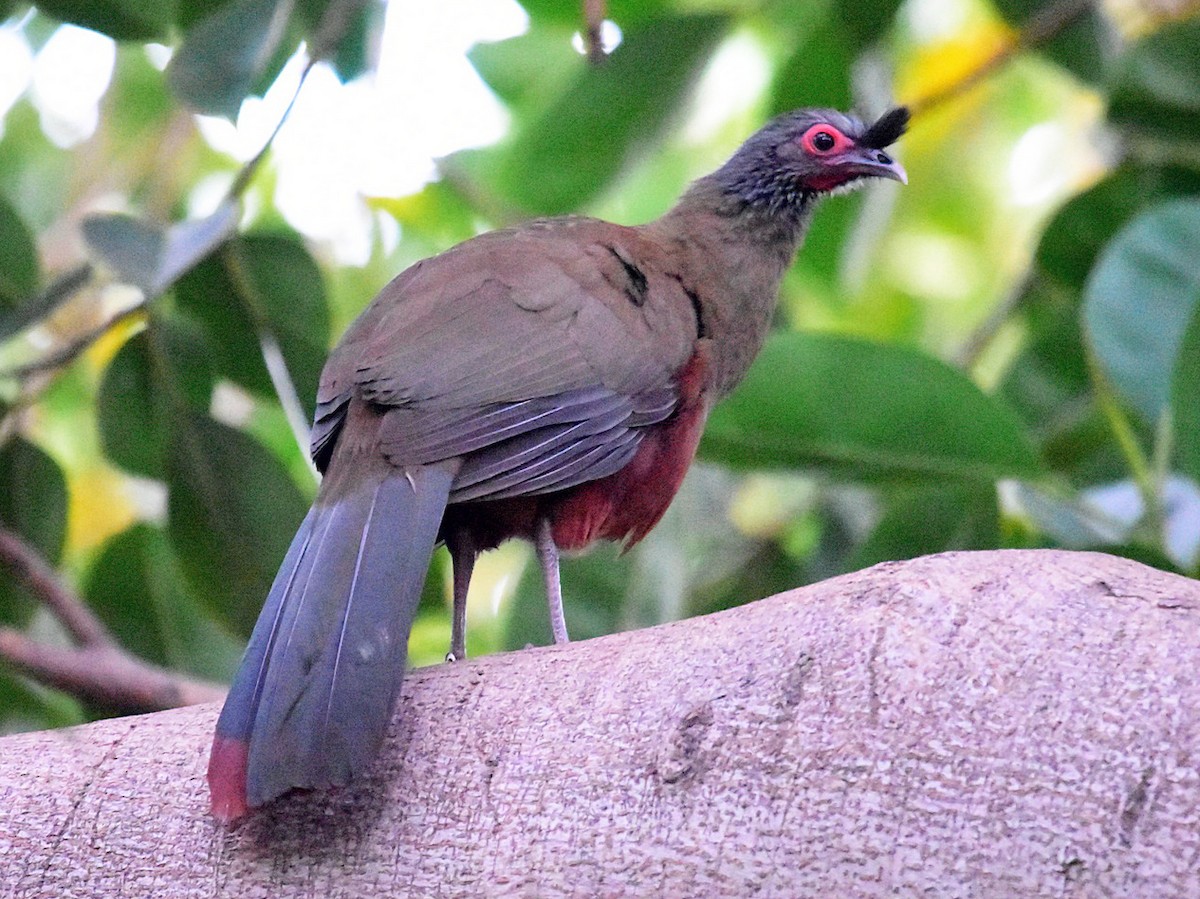 Rufous-bellied Chachalaca - Ortalis wagleri - Birds of the World