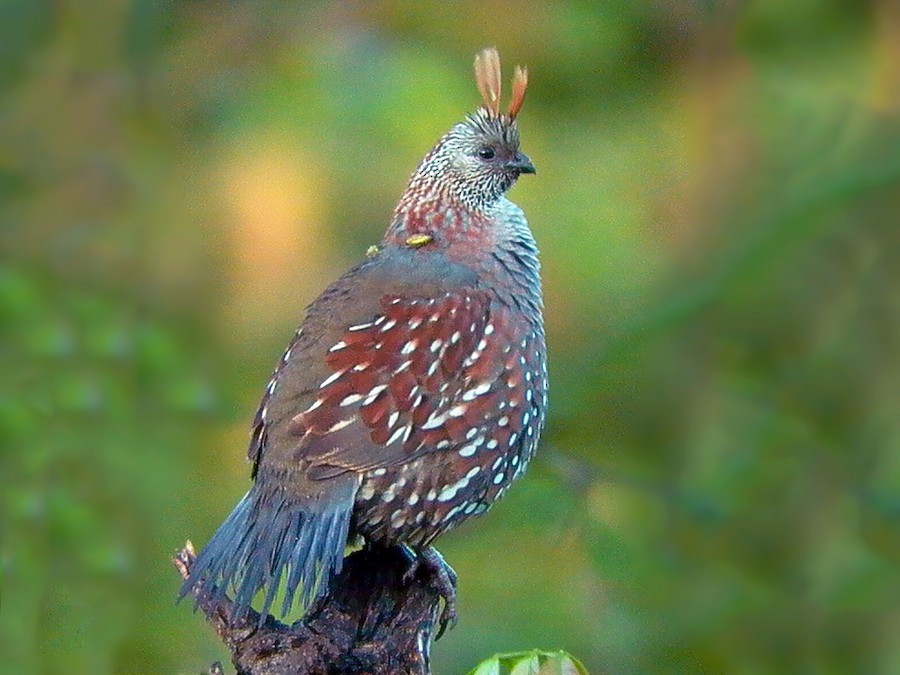 Codorniz Cresta Dorada - eBird