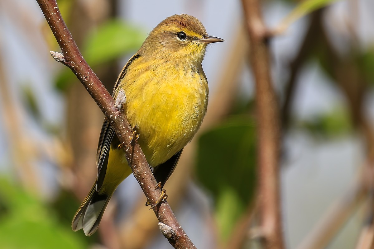 How to ID Palm Warblers, Cape May Warblers, and Prairie Warblers