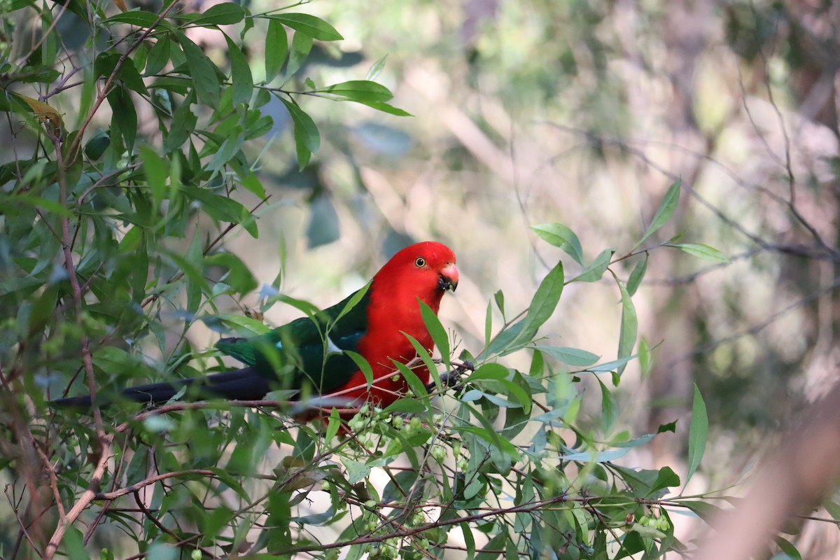 eBird Checklist - 24 Sep 2022 - Earthcare Park, Tenambit - 13 species
