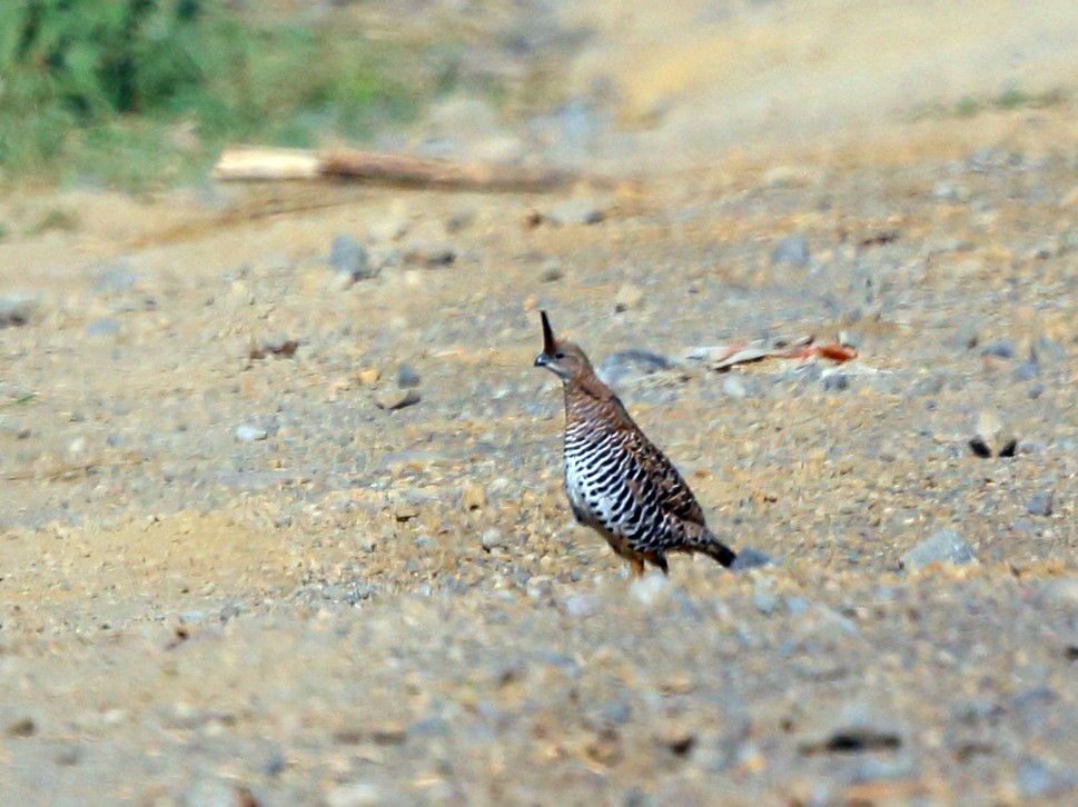 Banded Quail - eBird