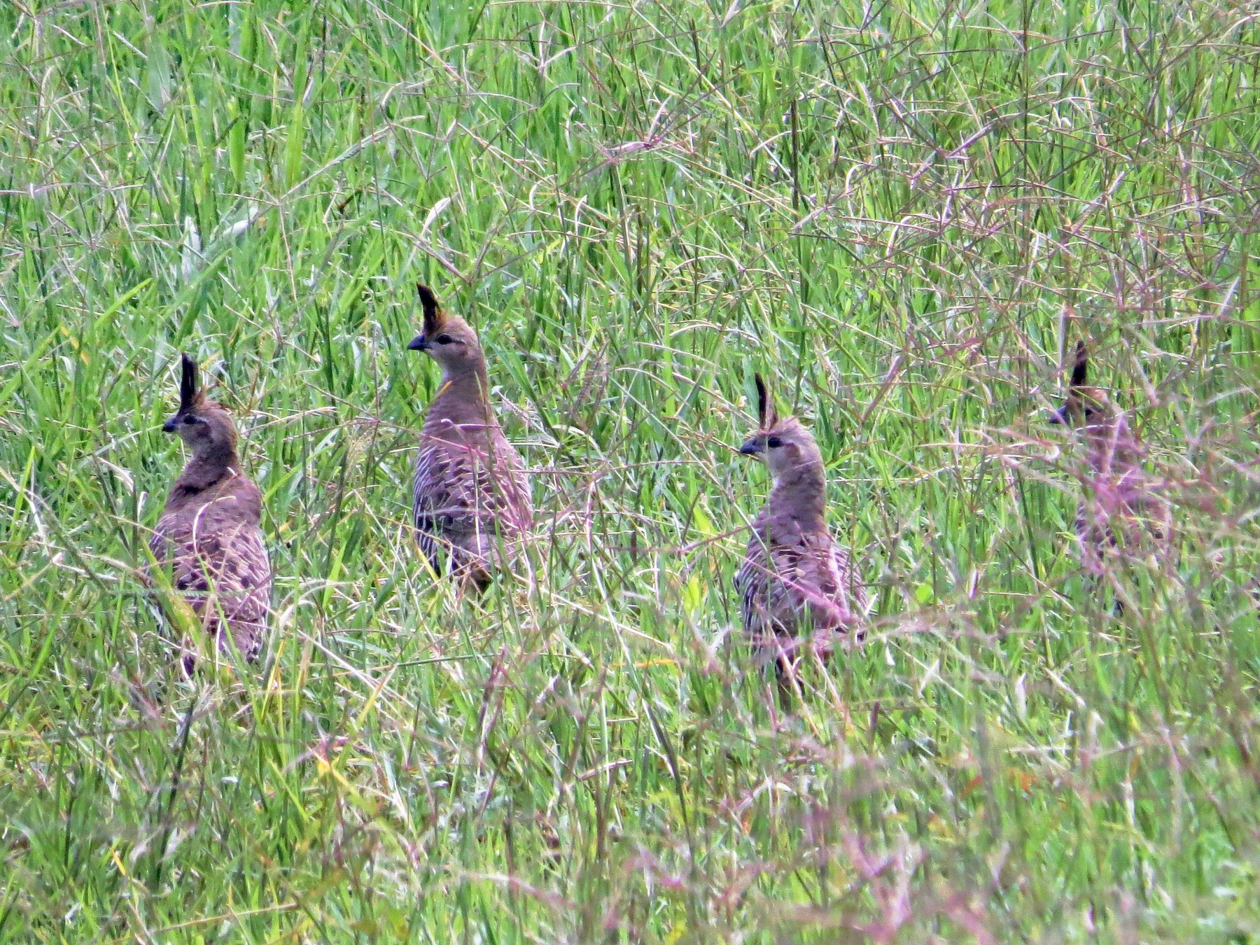 Banded Quail - eBird