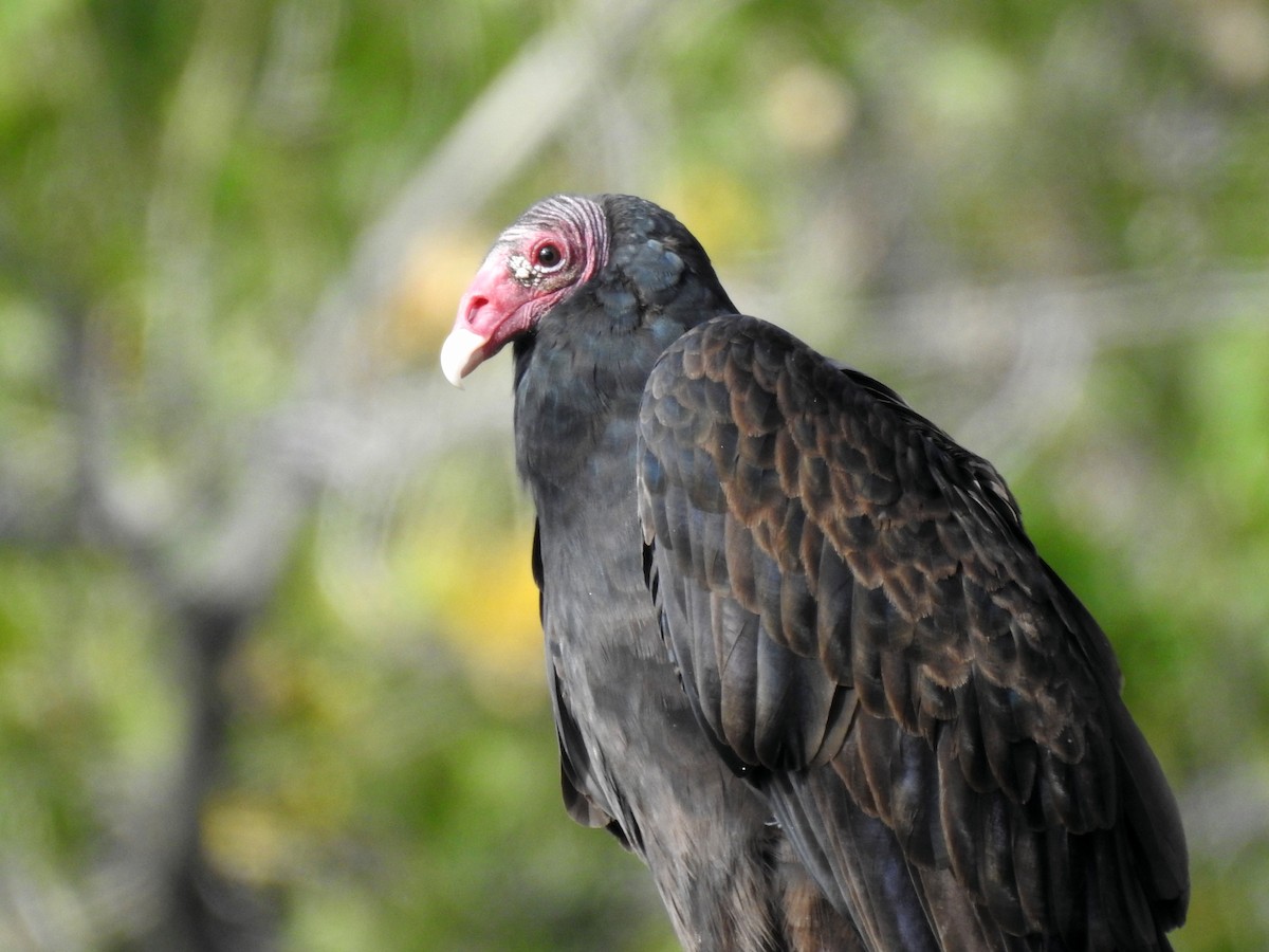 eBird Checklist - 1 Oct 2022 - River Ranch WMA (NMDGF permit required ...