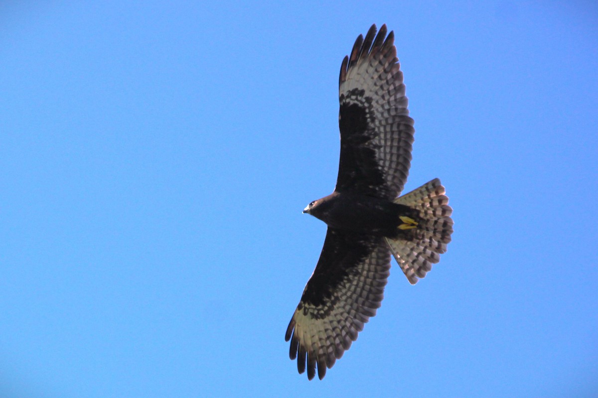 eBird Checklist - 1 Oct 2022 - Frenchman's Forest Nature Preserve - 26 ...