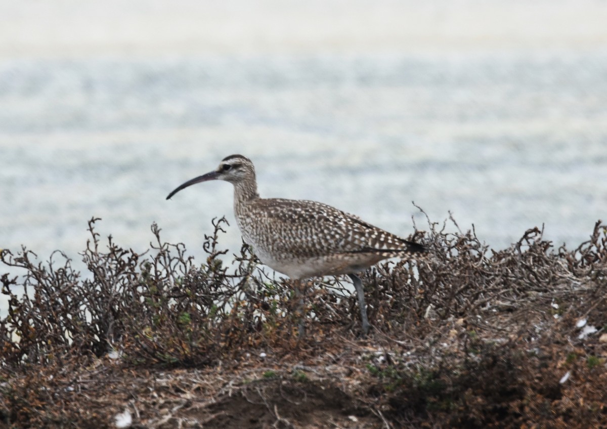 eBird Checklist - 1 Oct 2022 - Don Edwards NWR--No Name Trail - 17 species