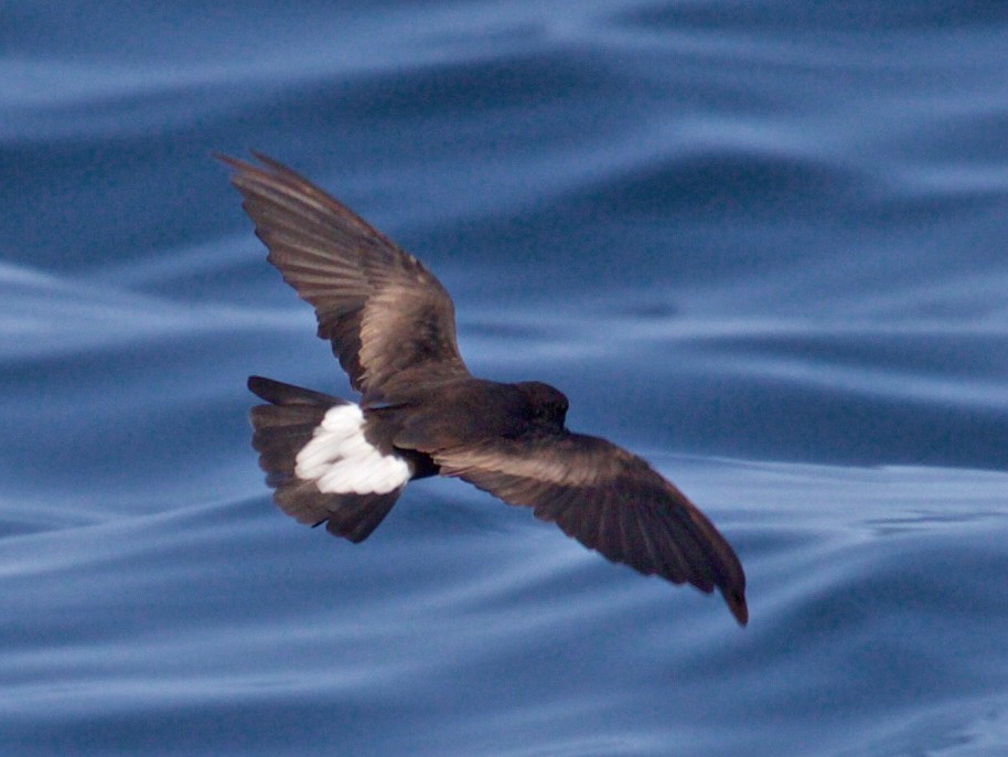 Wedge-rumped Storm-Petrel - eBird