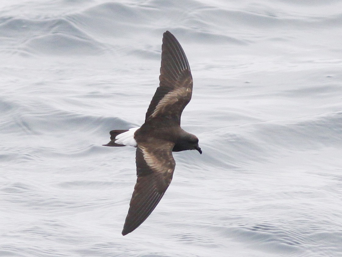 Wedge-rumped Storm-Petrel - Hydrobates tethys - Birds of the World